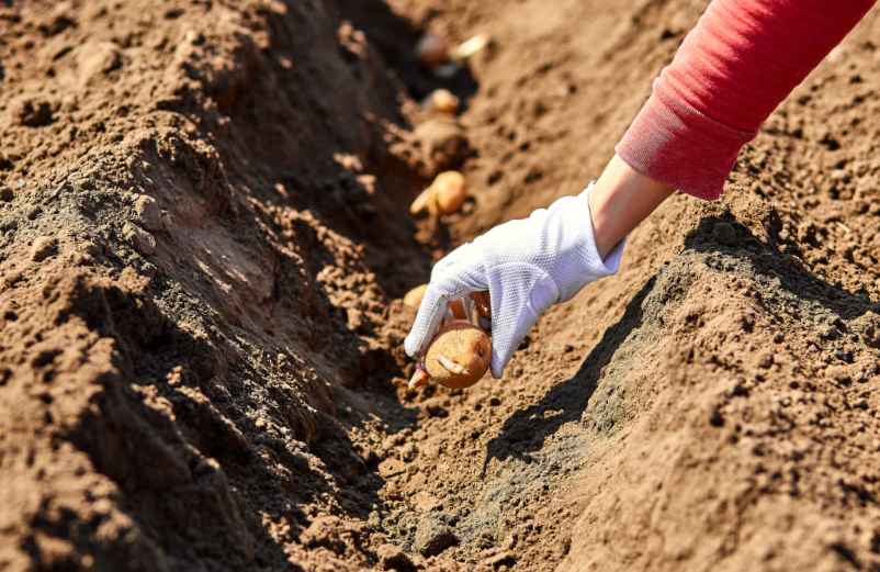 Comment préparer la terre pour planter des pommes de terre facilement ...